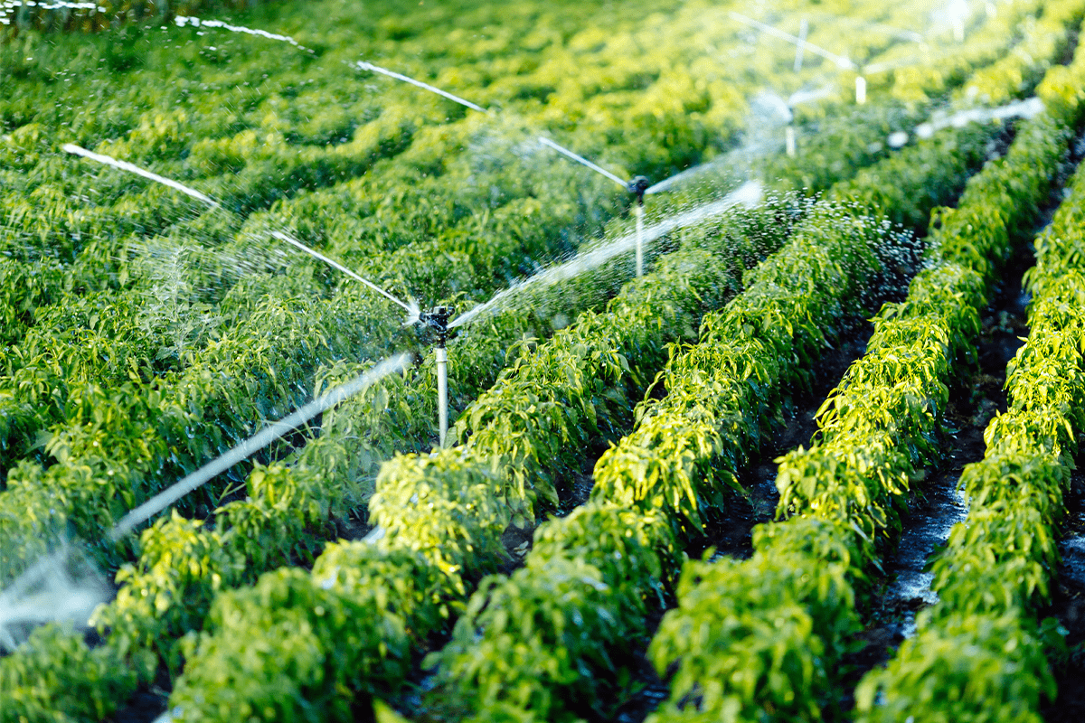 Green Earth | Why sustainability matters in the modern world